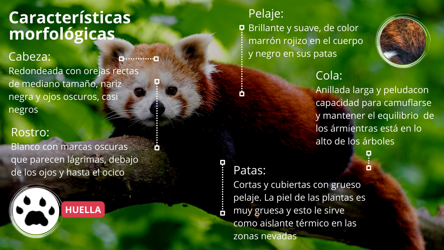 Conoce el panda rojo – Faunaverso